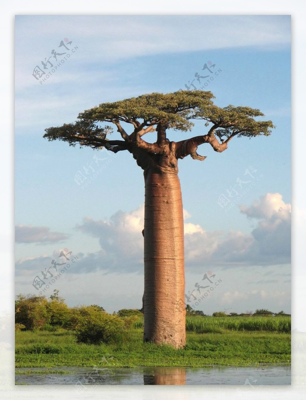 猴面包树图片素材-编号08525949-图行天下