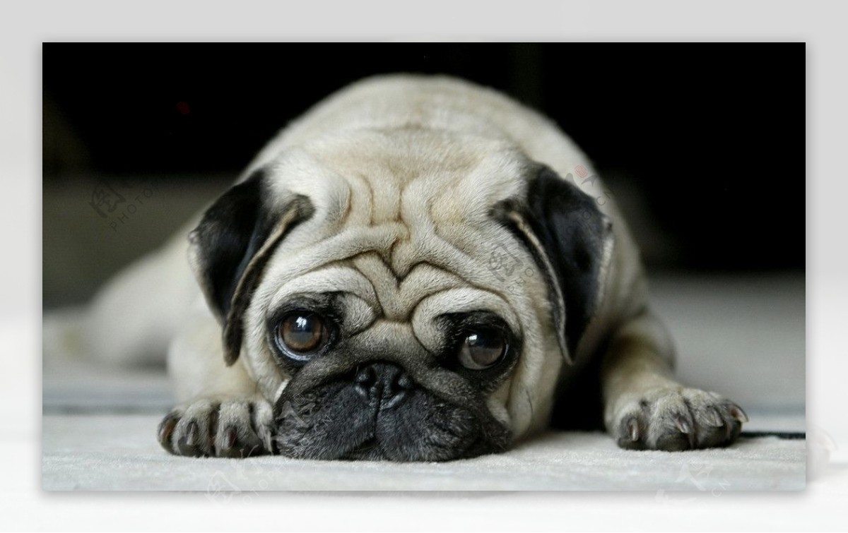 哈巴狗图片素材-编号09818999-图行天下