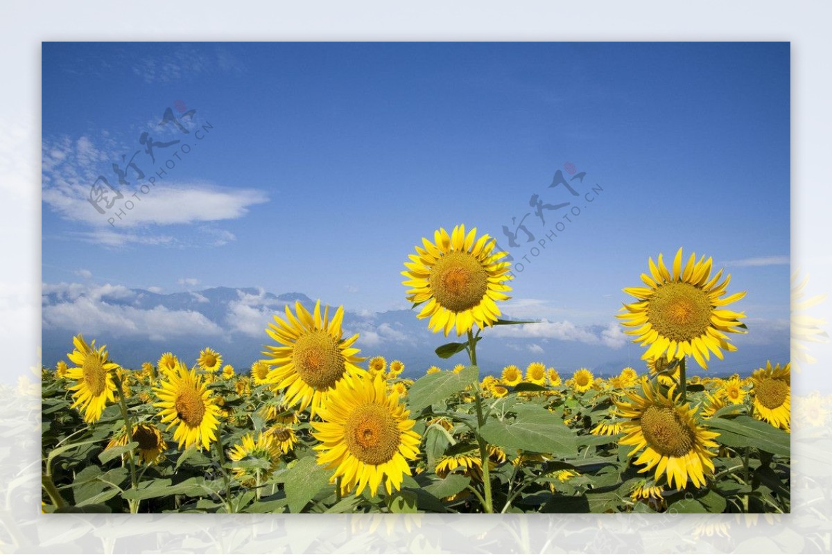 向日葵图片素材-编号11602559-图行天下