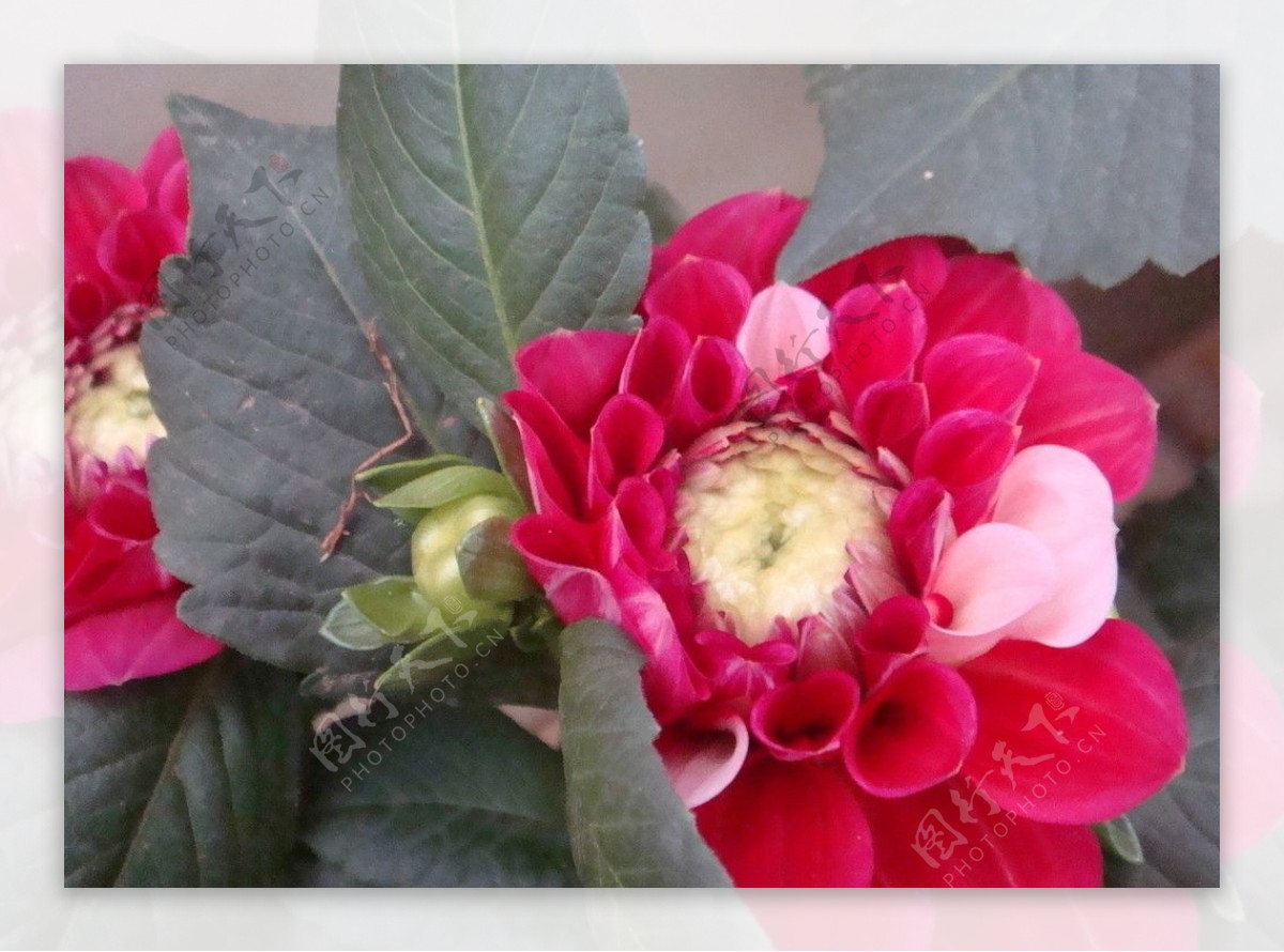 花卉图片素材-编号13237569-图行天下