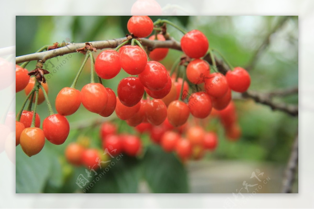红樱桃图片素材-编号13511029-图行天下
