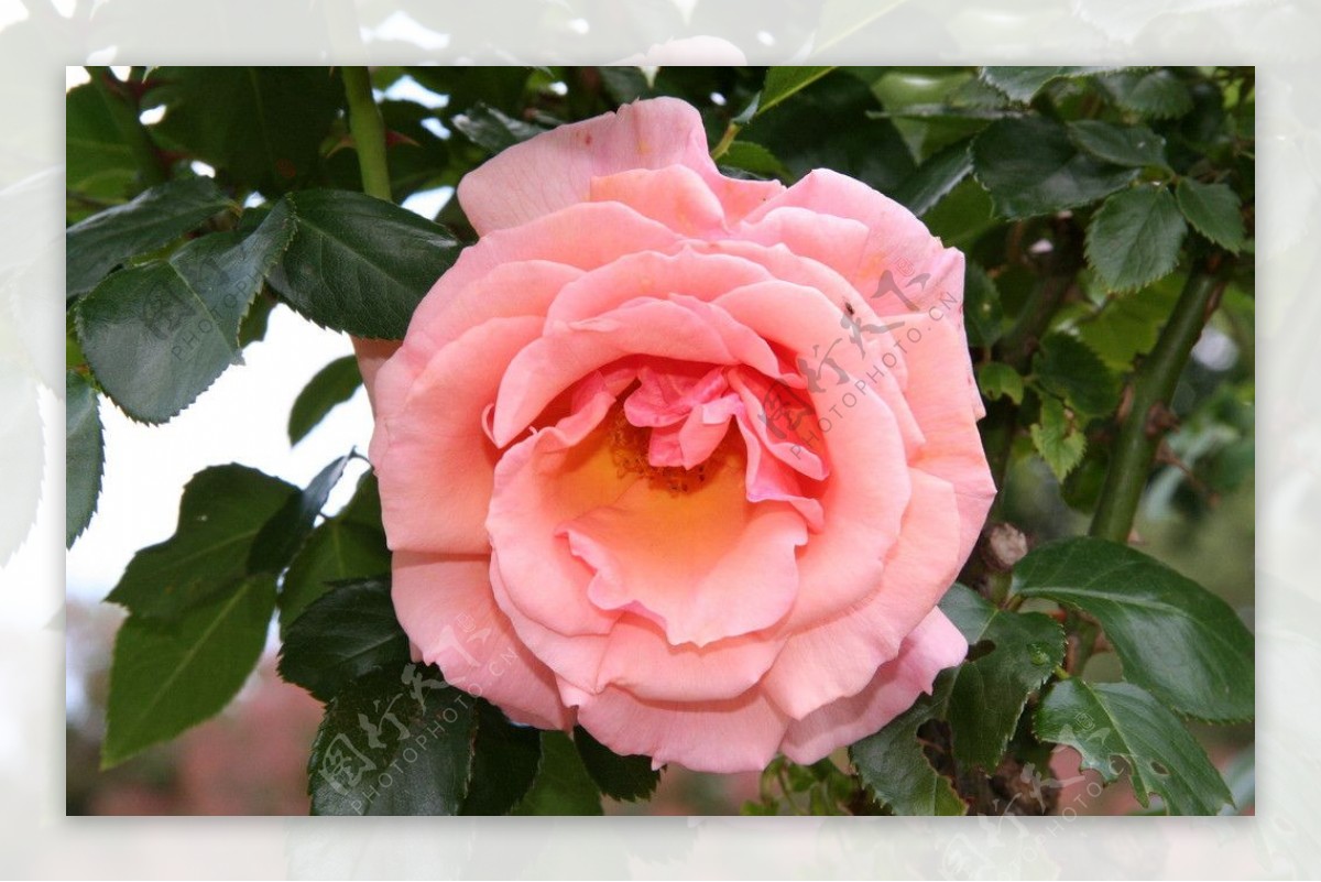 玫瑰图片素材-编号15077859-图行天下