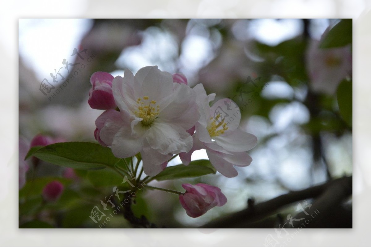 海棠花枝图片素材-编号15305289-图行天下