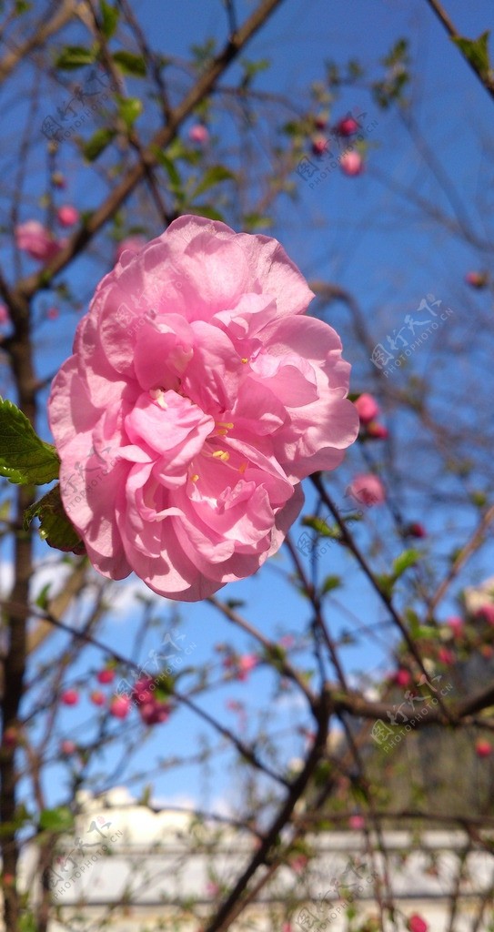 高清图片素材花朵图片素材-编号15306159-图行天下