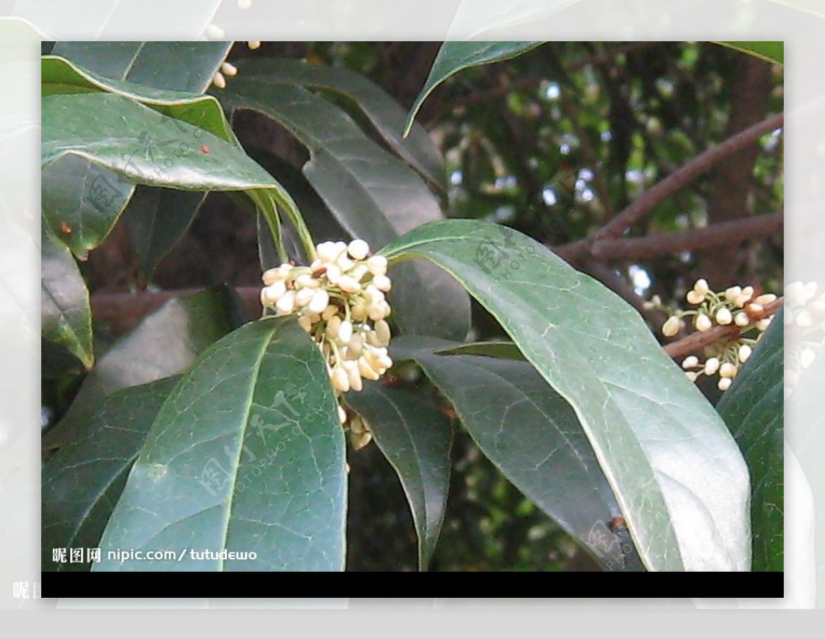 guihua图片素材-编号15711499-图行天下