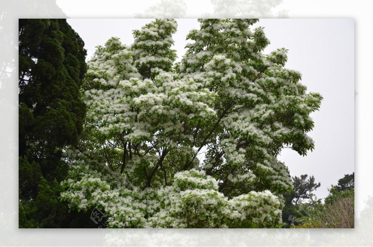 流苏树花图片素材-编号15900289-图行天下