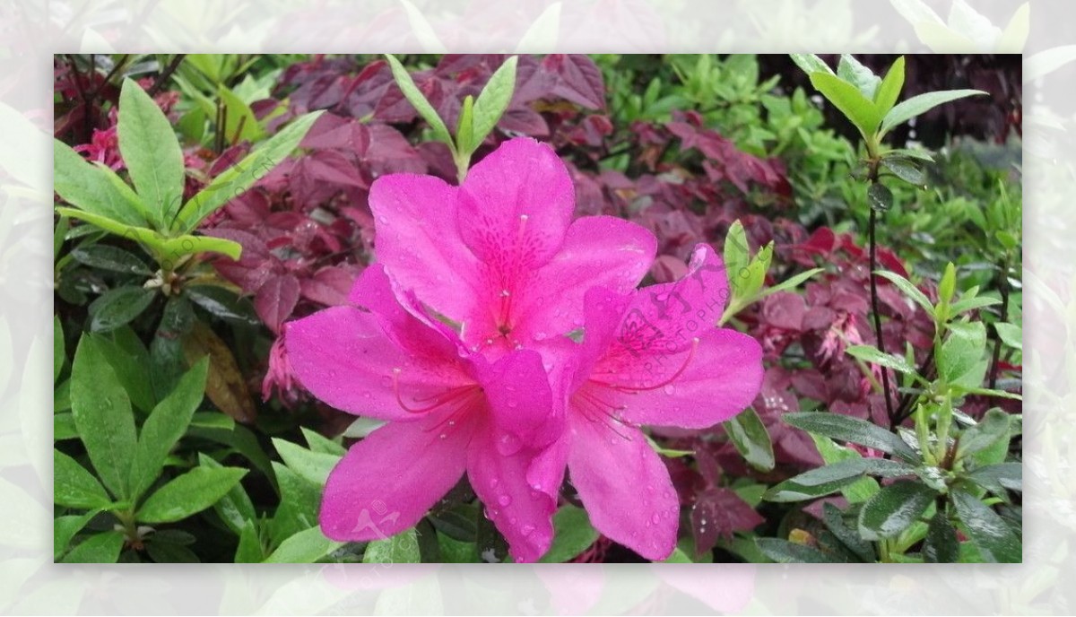 映山红图片素材-编号16010429-图行天下