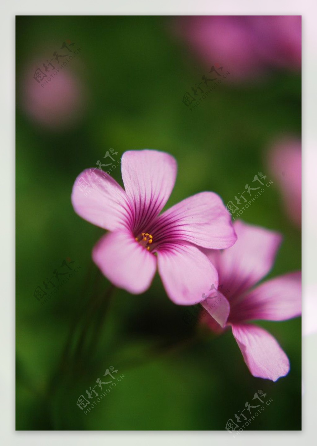 红花酢浆草图片素材-编号16465929-图行天下