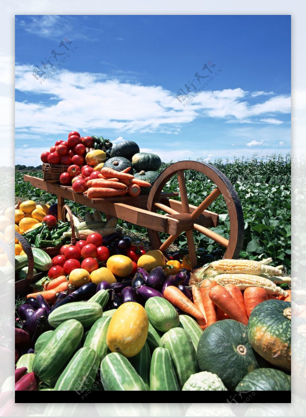 丰收写实0092图片素材-编号19970309-图行天下