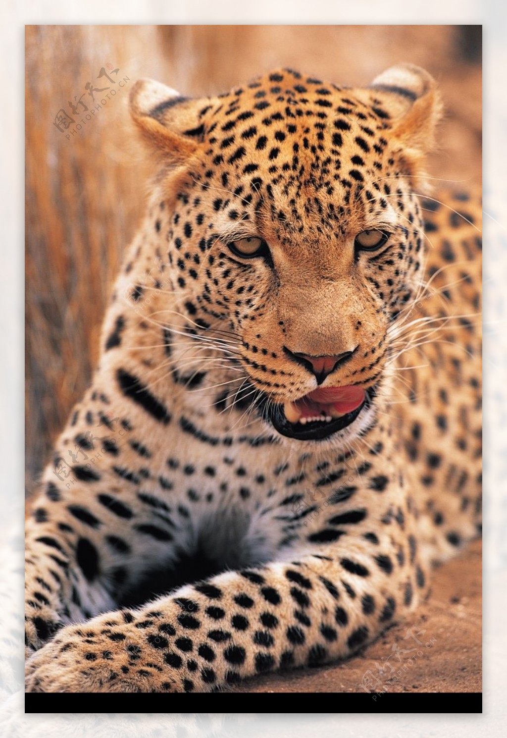 珍稀动物0083图片素材-编号20178479-图行天下