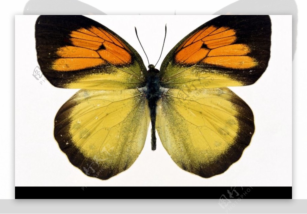 缤纷彩蝶0033图片素材-编号20187849-图行天下