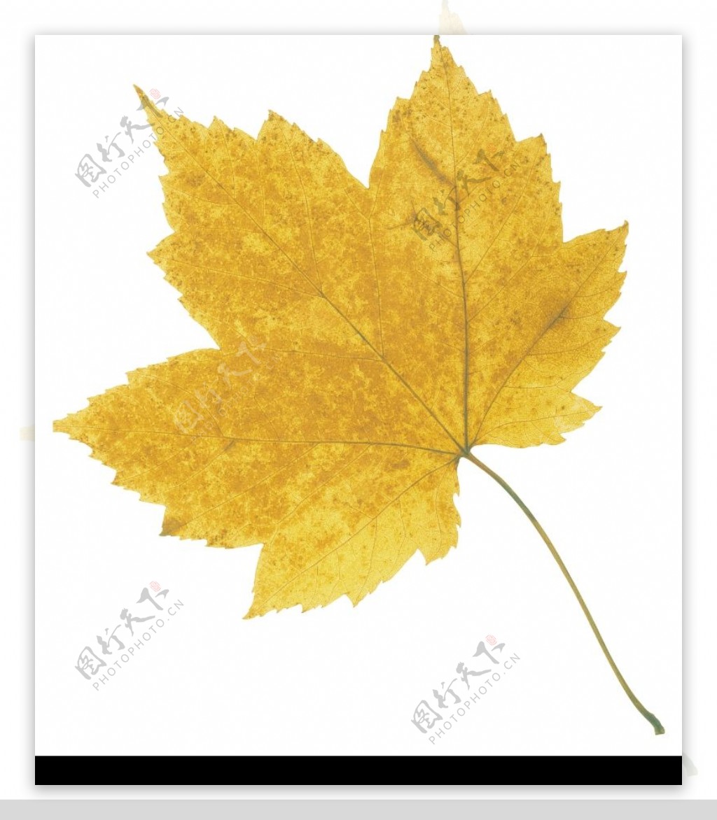 绿叶0041图片素材-编号20215589-图行天下