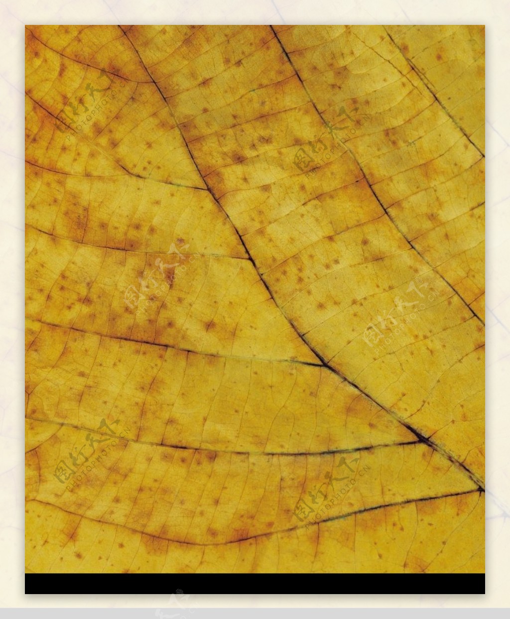 绿叶0087图片素材-编号20216309-图行天下