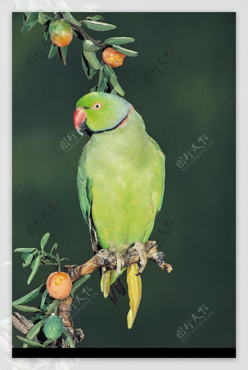 鸟类百科0400图片素材-编号20279859-图行天下