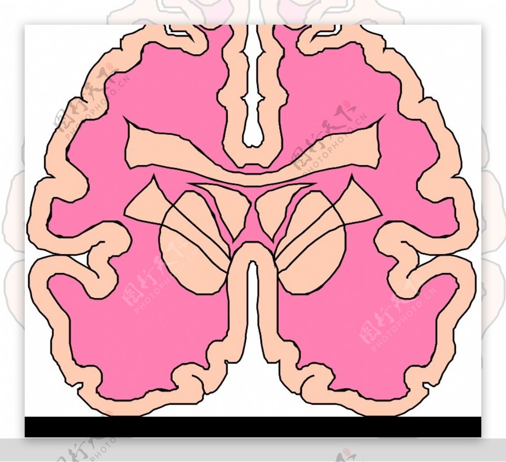 内脏0339图片素材-编号20506909-图行天下