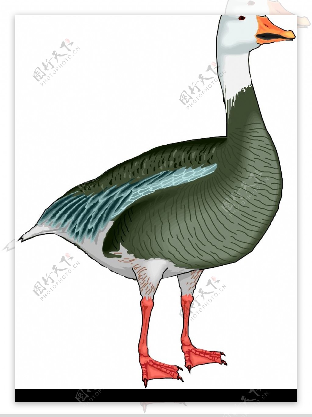 鸟的天堂0094图片素材-编号20834589-图行天下