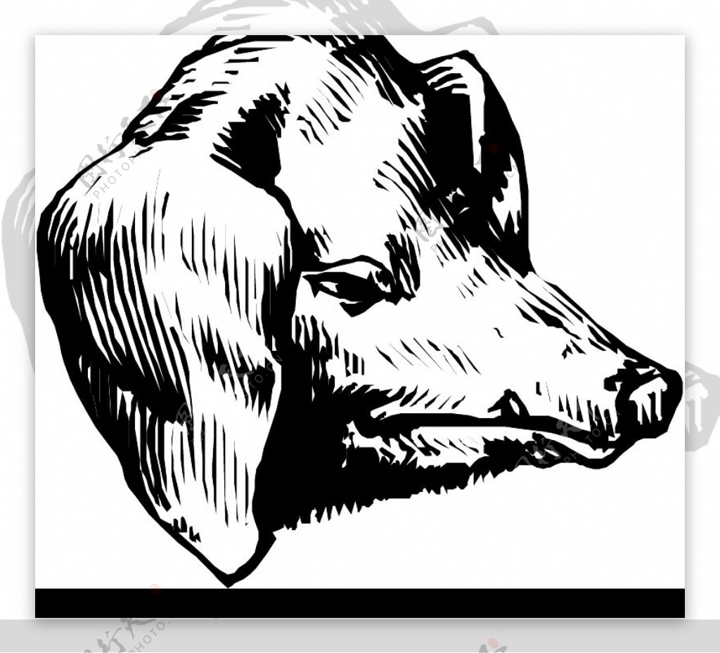 珍稀动物0503图片素材-编号20862119-图行天下