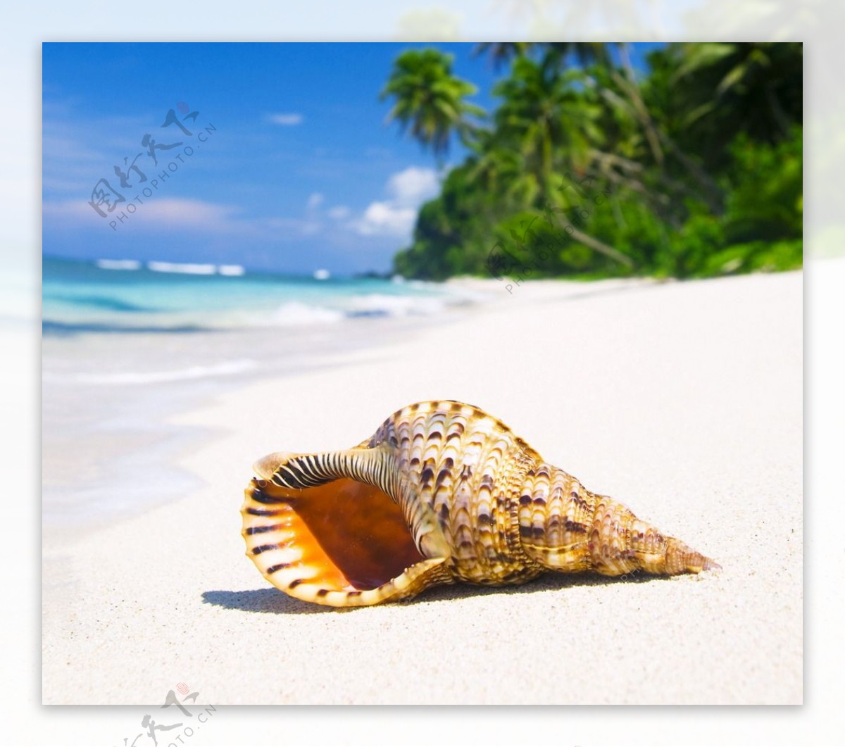 海螺图片素材-编号23448009-图行天下