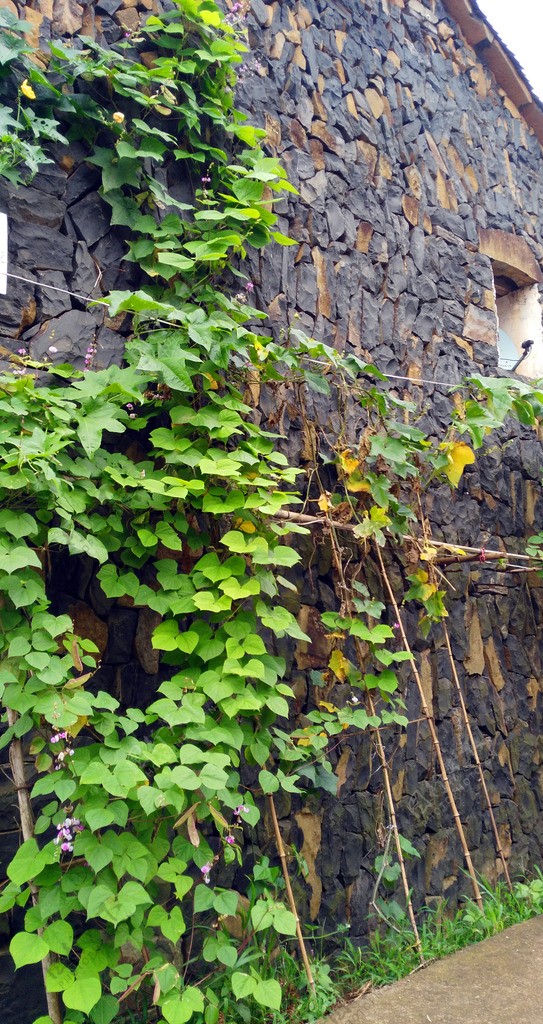 田园风光图片素材-编号24110419-图行天下