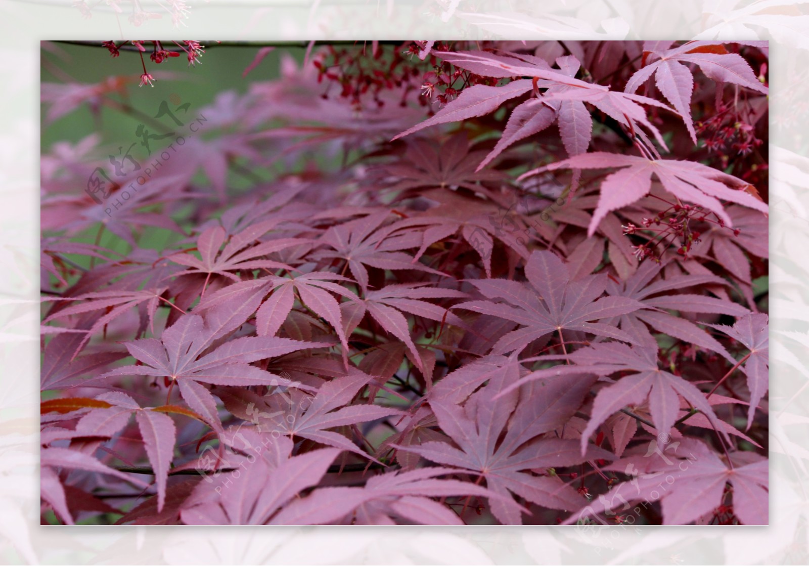 红枫叶图片素材-编号24222899-图行天下