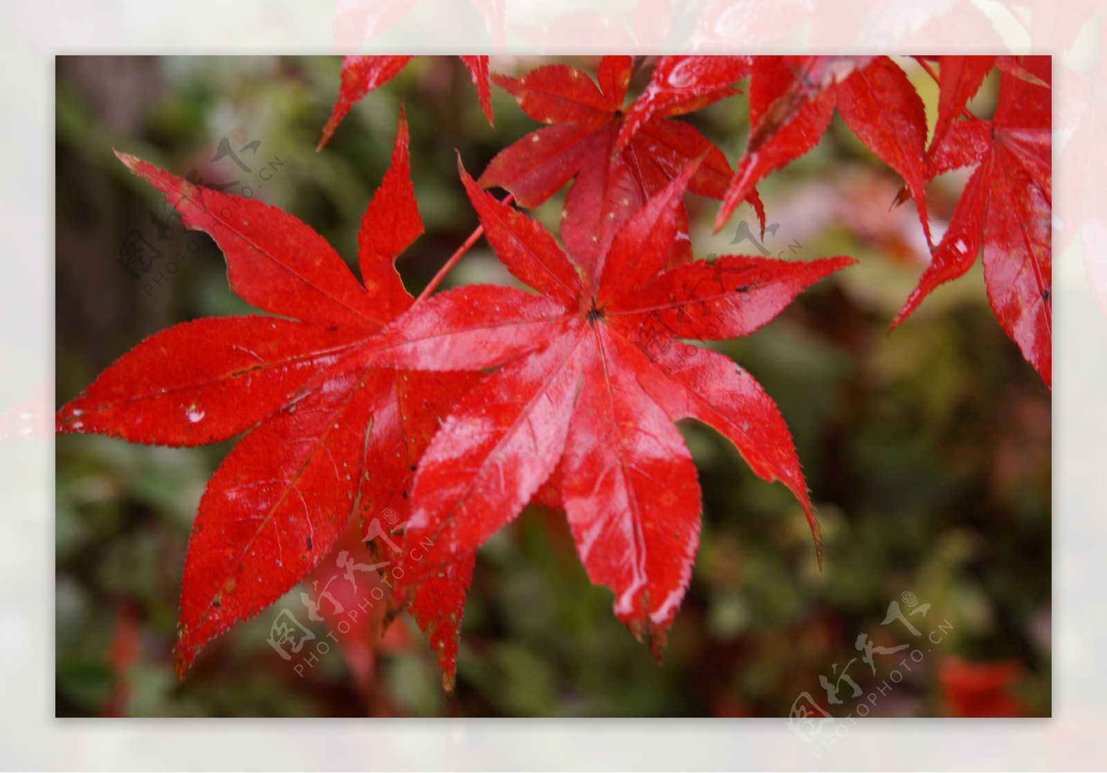 红枫叶图片素材-编号24273639-图行天下