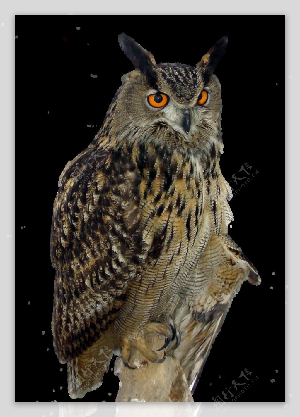 可爱猫头鹰免抠png透明图层图片素材-编号24588499-图行天下
