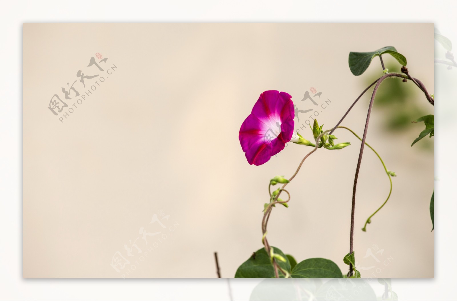 牵牛花图片素材-编号26643499-图行天下