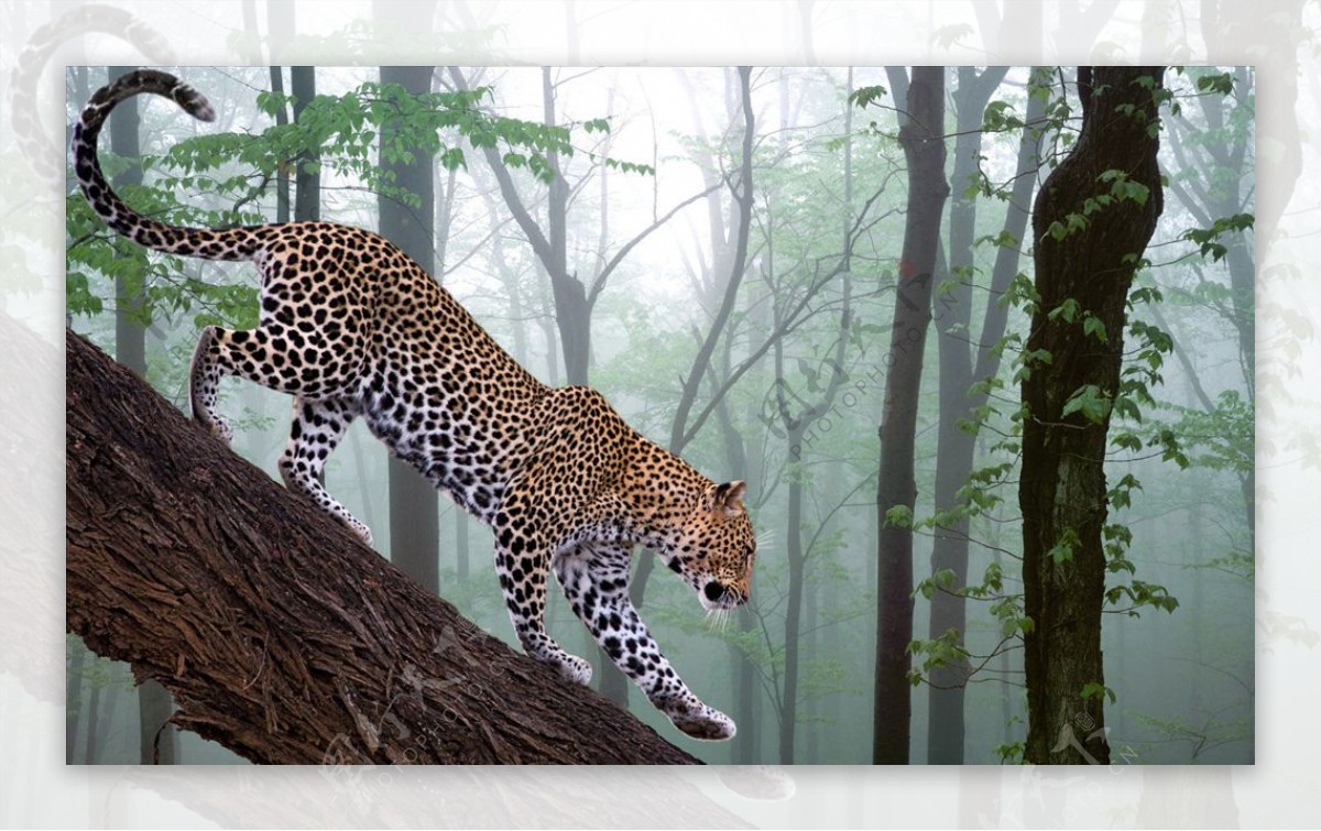 豹子图片素材-编号29498779-图行天下