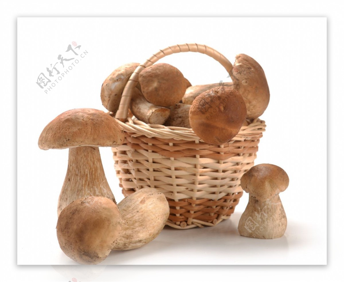蘑菇图片素材-编号29526899-图行天下