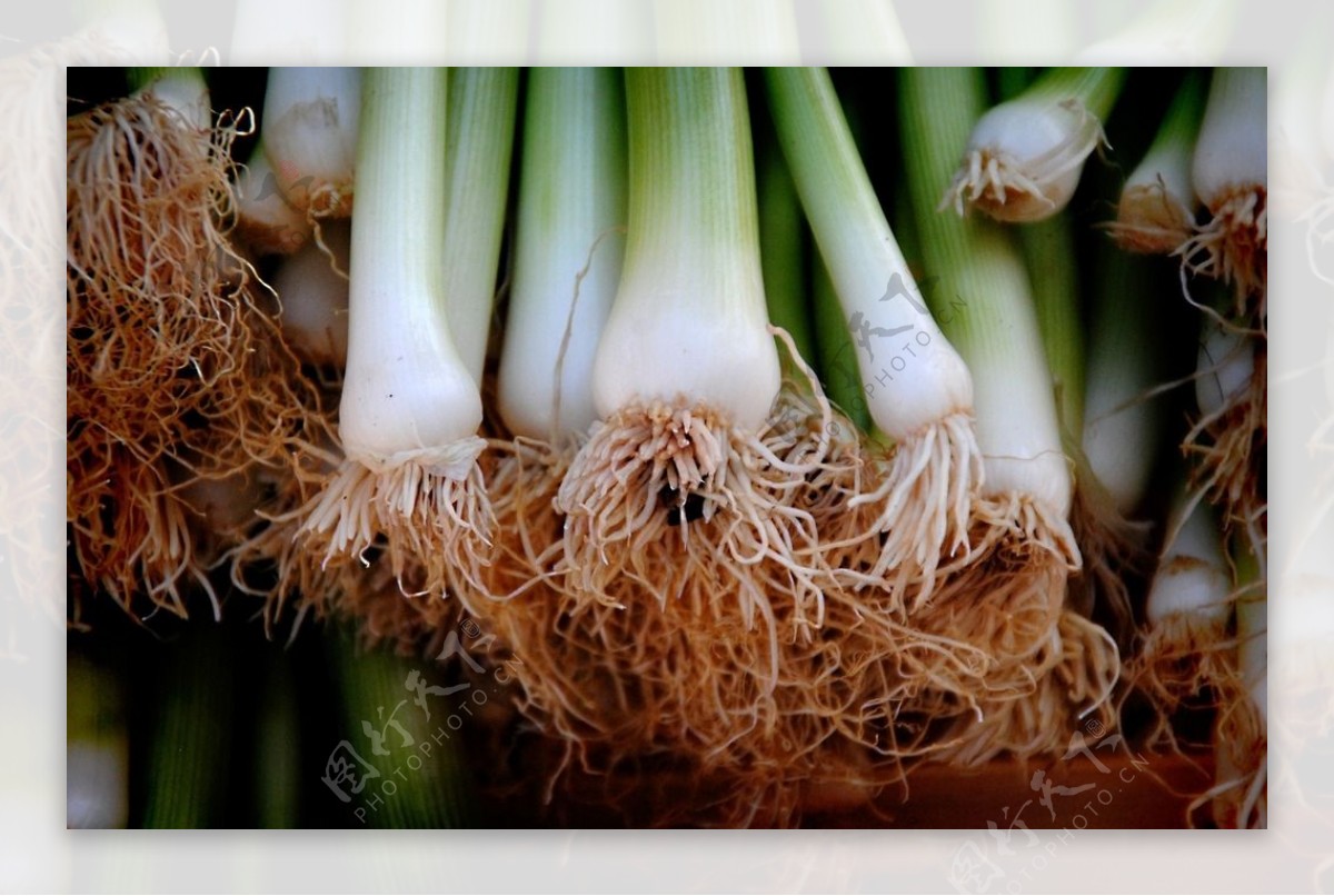 瓜果蔬菜图片素材 编号30054909 图行天下