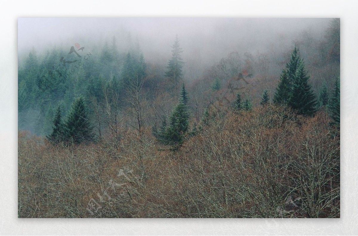 树林图片素材-编号30148449-图行天下