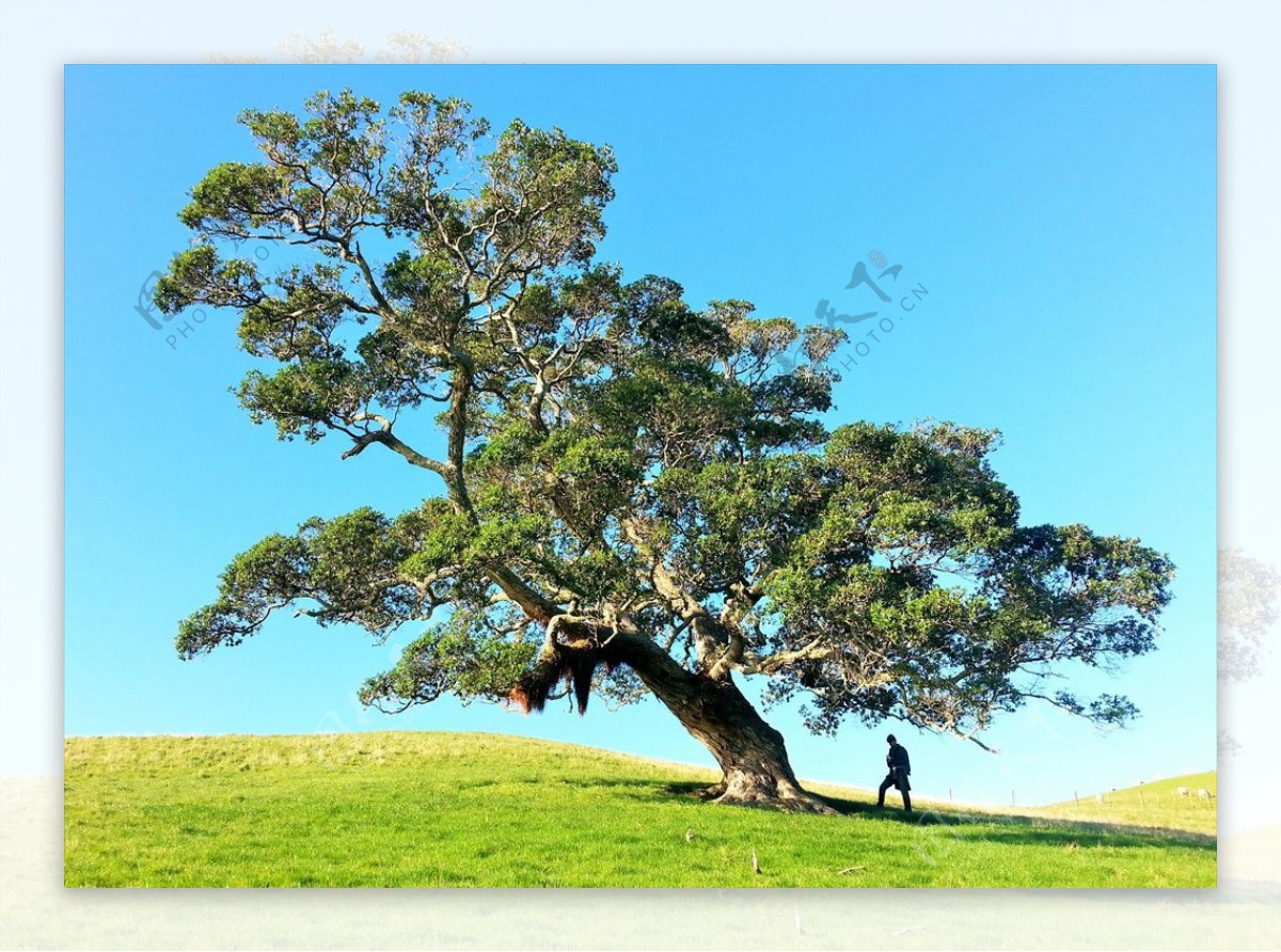 独木图片素材-编号30163799-图行天下