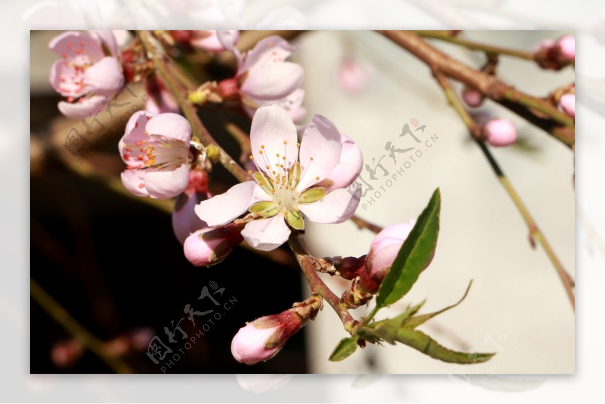 桃花图片素材-编号32745849-图行天下