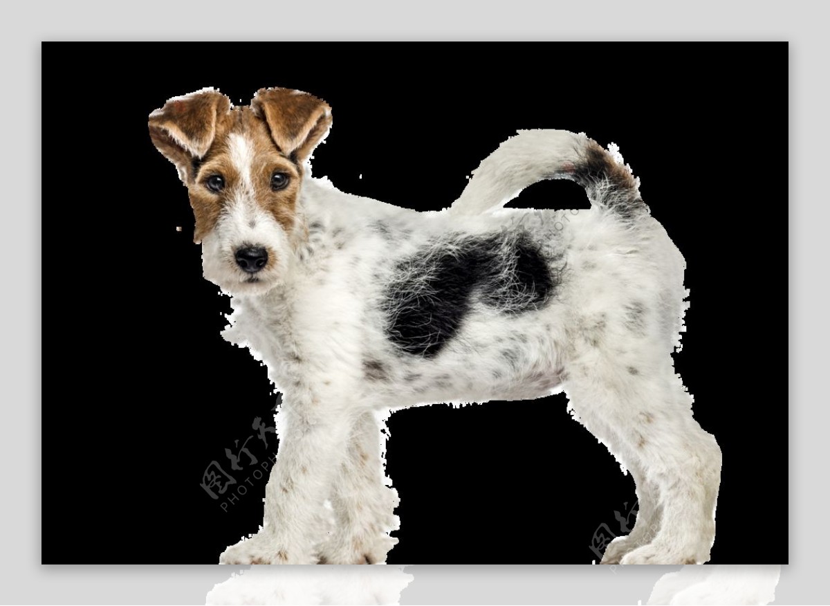 宠物狗高清抠图图片素材-编号33474699-图行天下