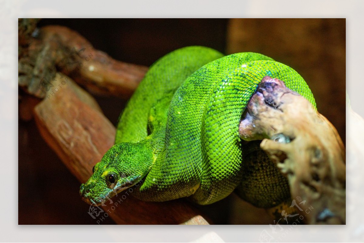 蛇图片素材-编号36079119-图行天下